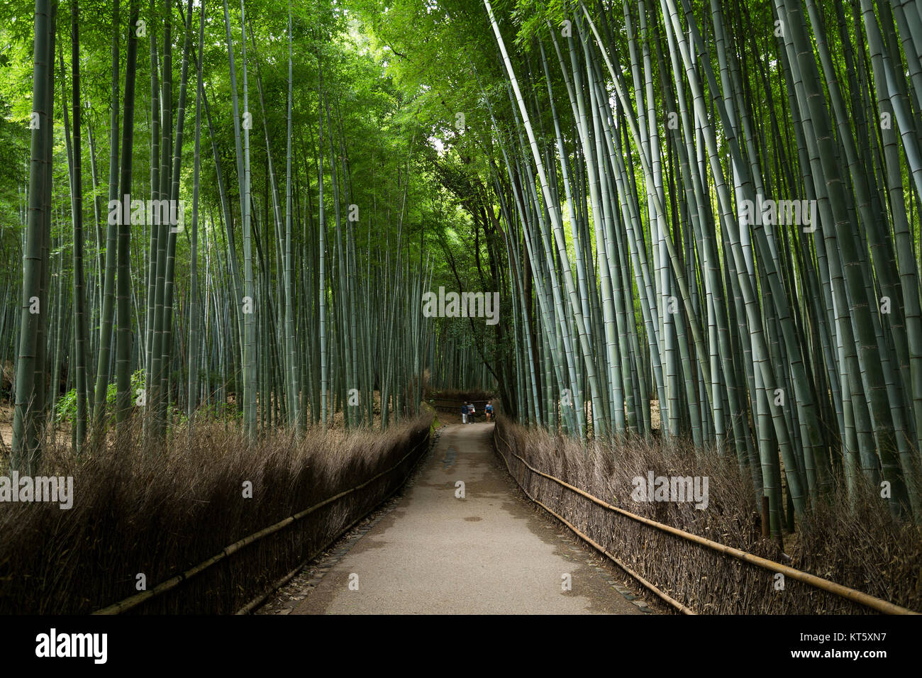 Bamboo Forest in Japan, Arashiyama Stock Photo - Alamy