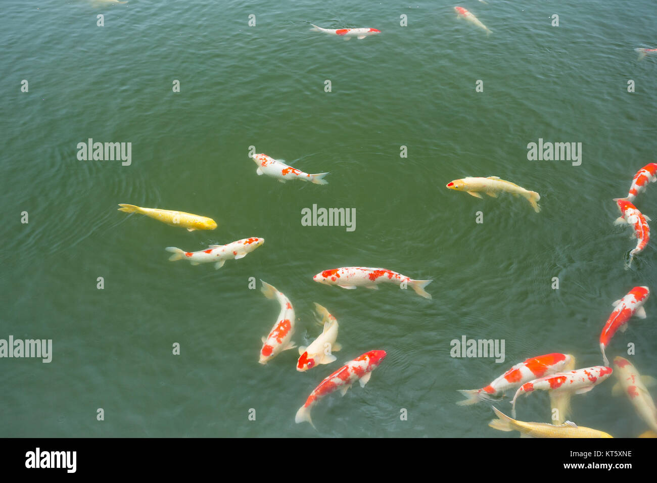 Little nitrate hi-res stock photography and images - Alamy