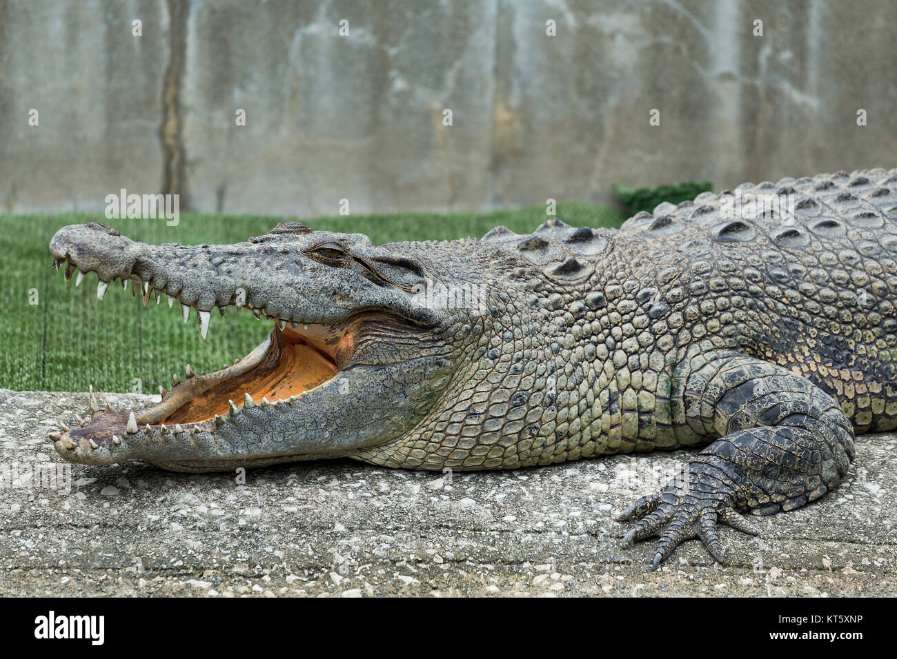 Crocodile with open mouth Stock Photo - Alamy