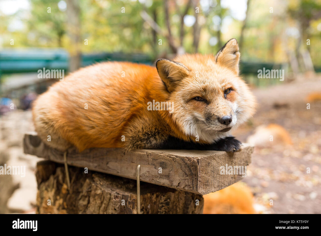 Sleepy red fox at outdoor Stock Photo - Alamy