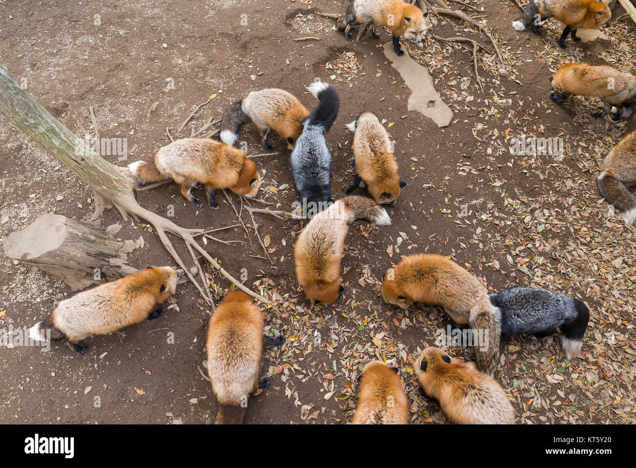 Fox eating snack Stock Photo - Alamy