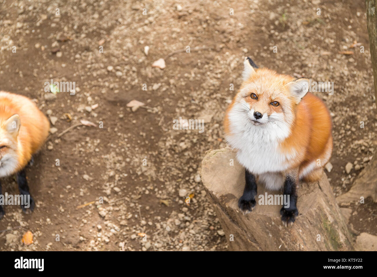 Fox looking up Stock Photo - Alamy