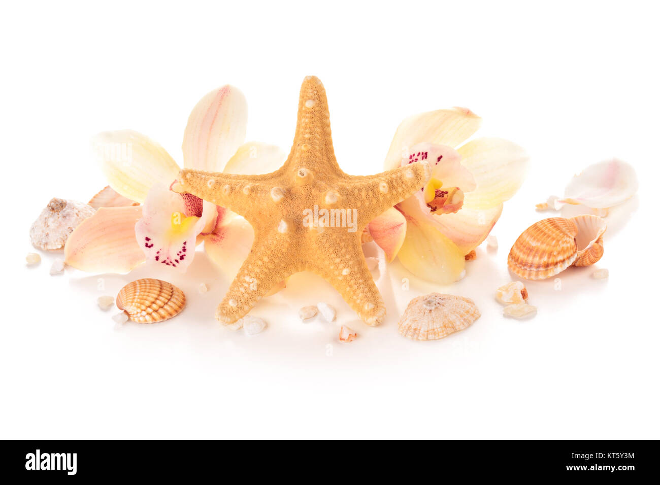 Shells and orchids Stock Photo - Alamy