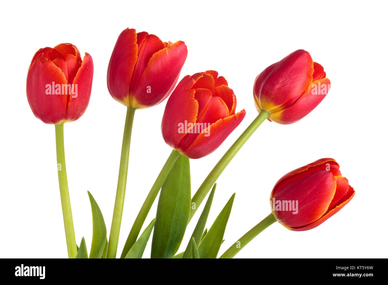 Bouquet of red tulips Stock Photo - Alamy