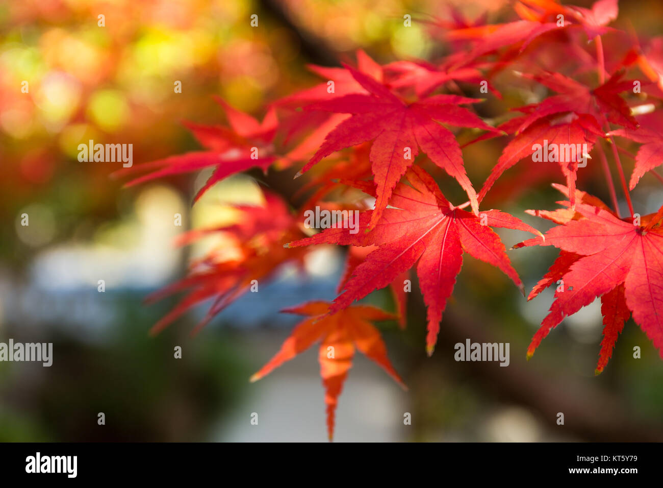 Maple leaf in the fall Stock Photo - Alamy
