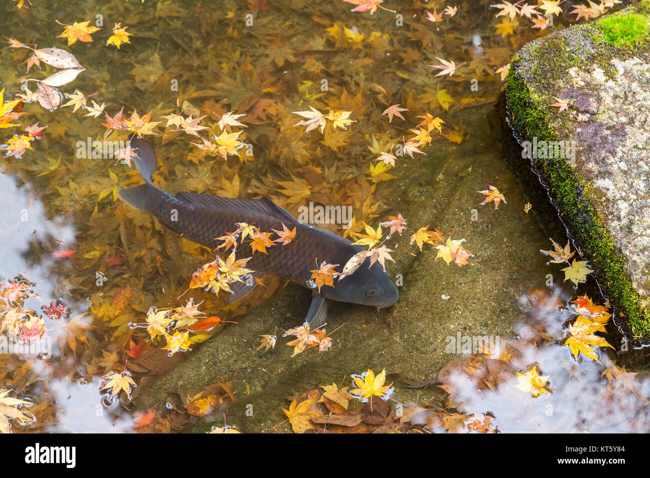Koi fish in pond with maple tree Stock Photo - Alamy