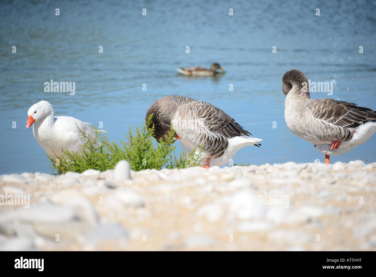 full / geese on the mediterranean in spain Stock Photo - Alamy