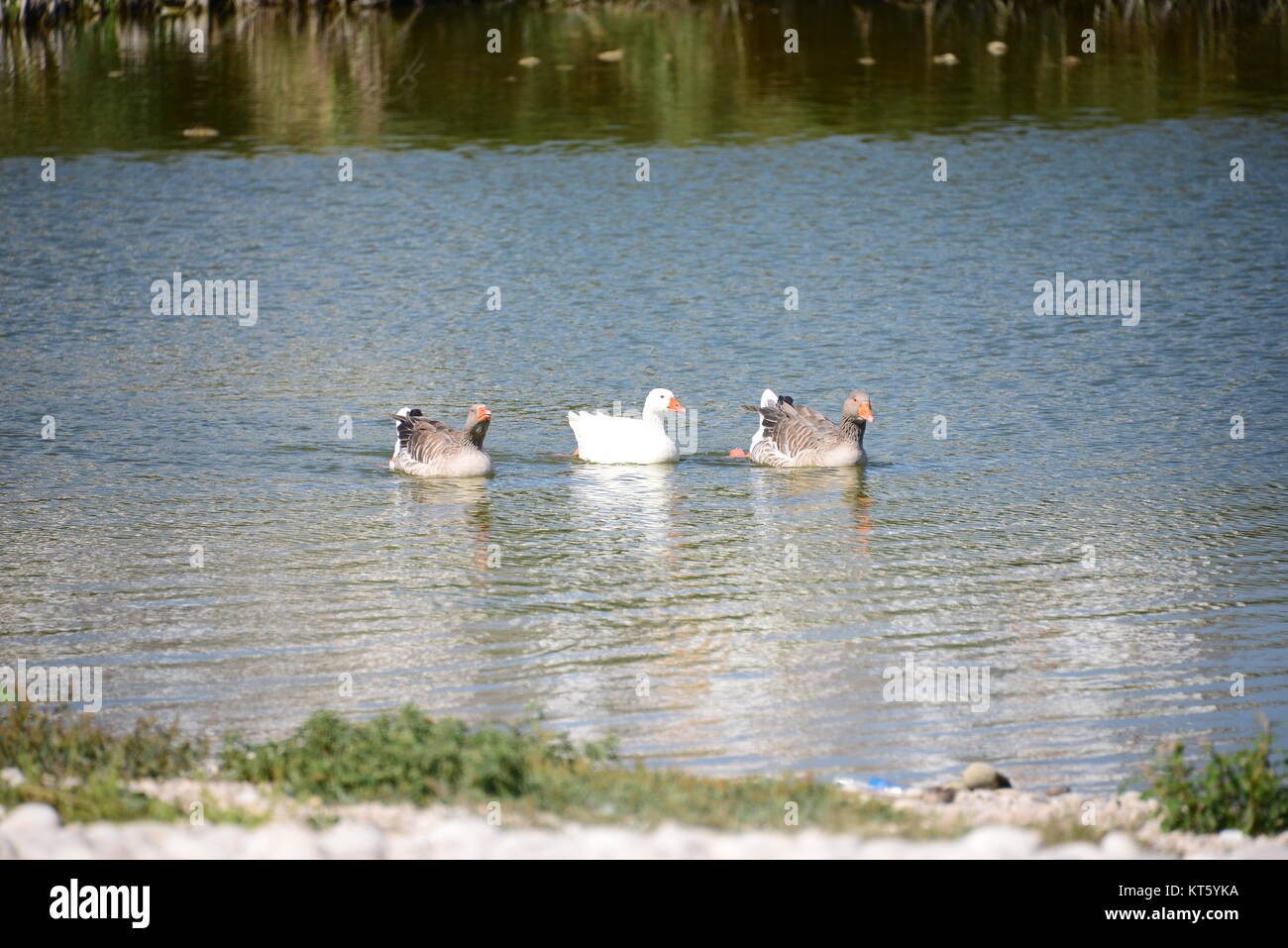 whole / geese on the mediterranean sea in spain Stock Photo - Alamy