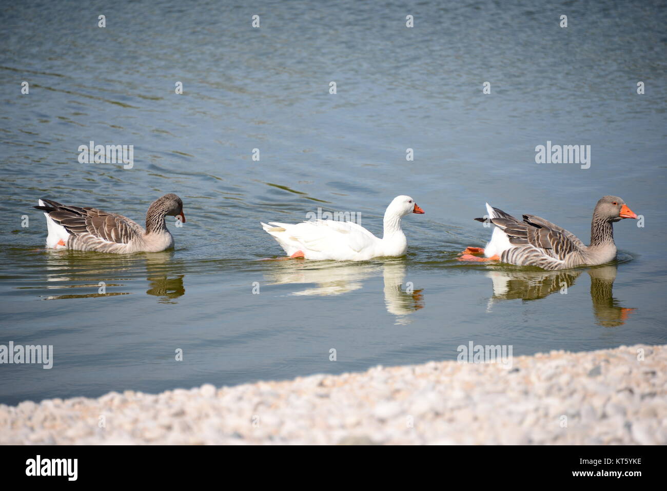 whole / geese at the mediterranean sea in spain Stock Photo - Alamy