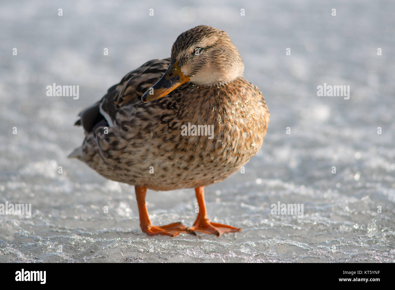 duck on the ice of a wintry water Stock Photo - Alamy