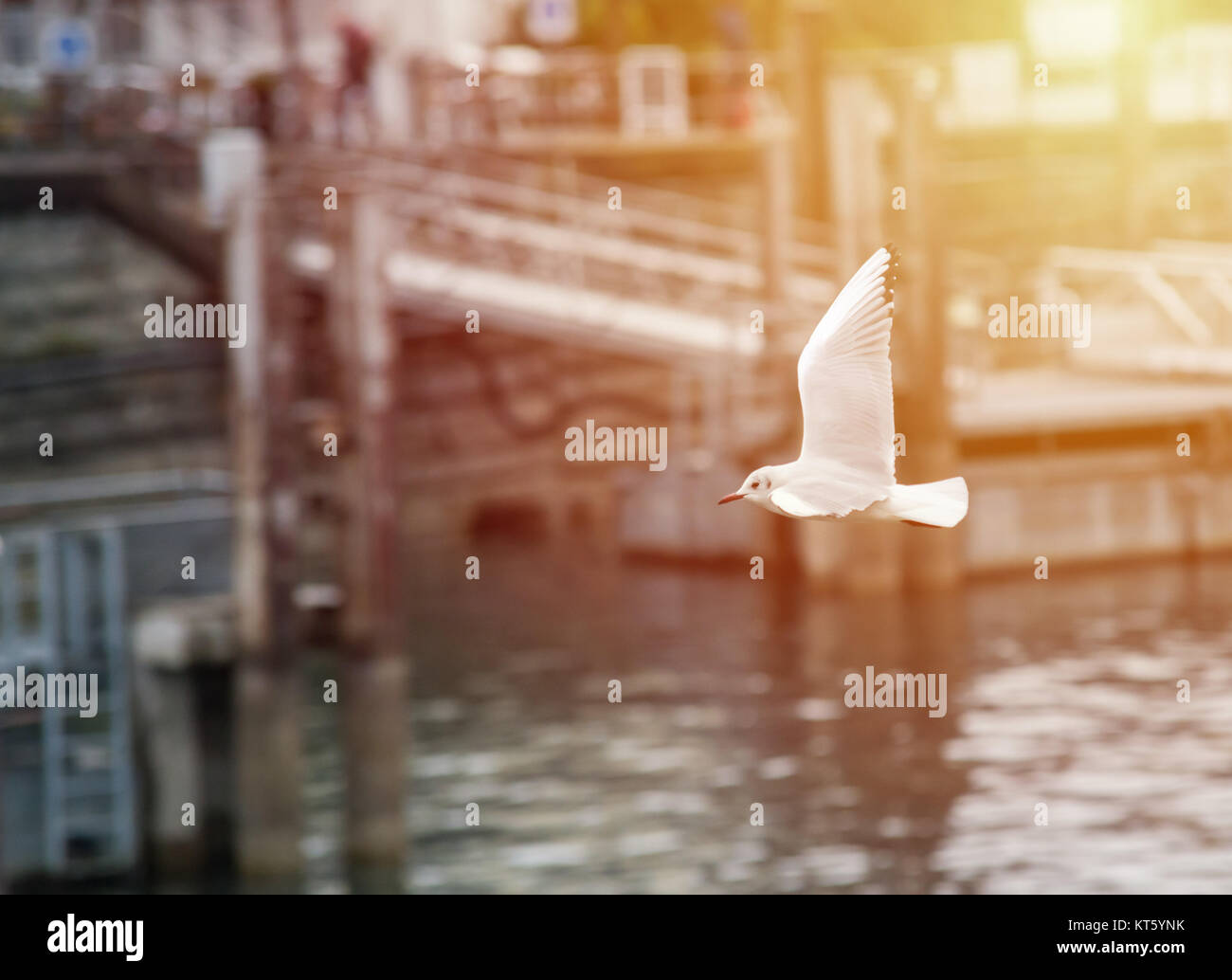 seagull in the harbor, sunset or sunrise Stock Photo - Alamy