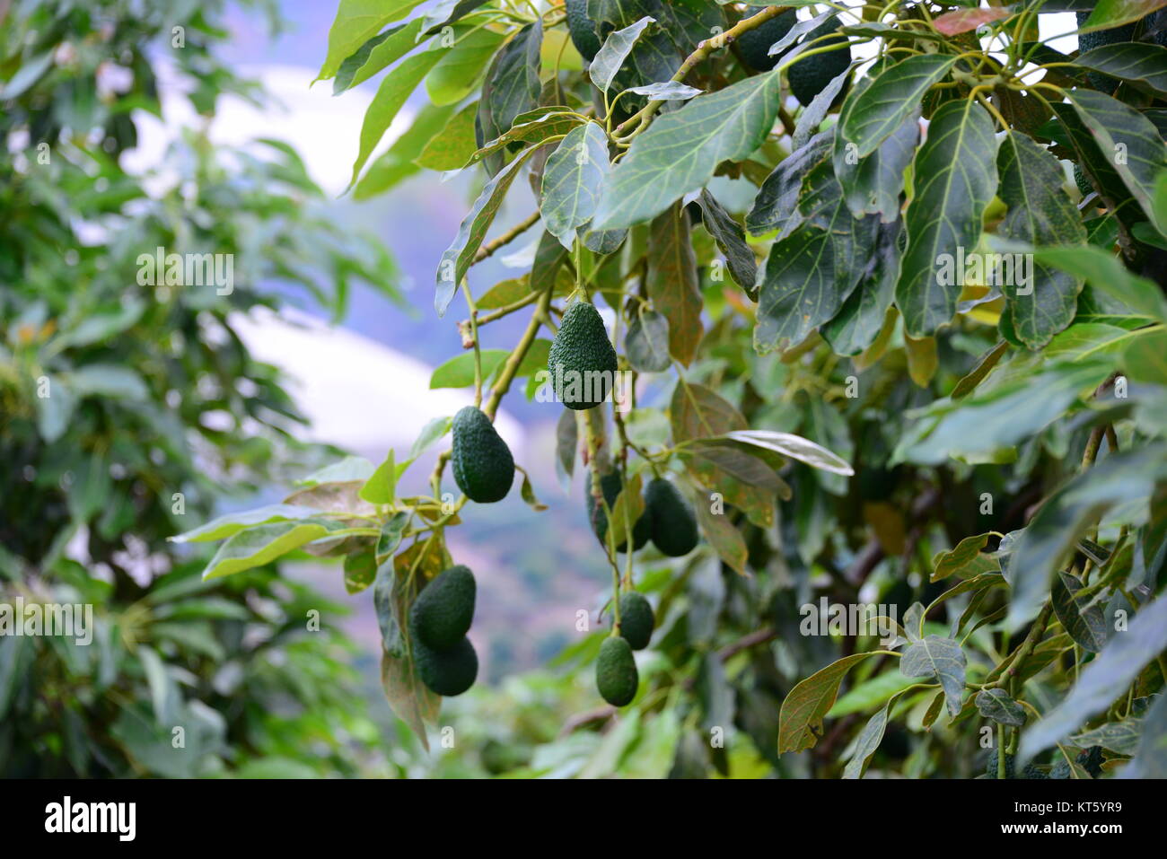 avocados at the tree in spain Stock Photo - Alamy