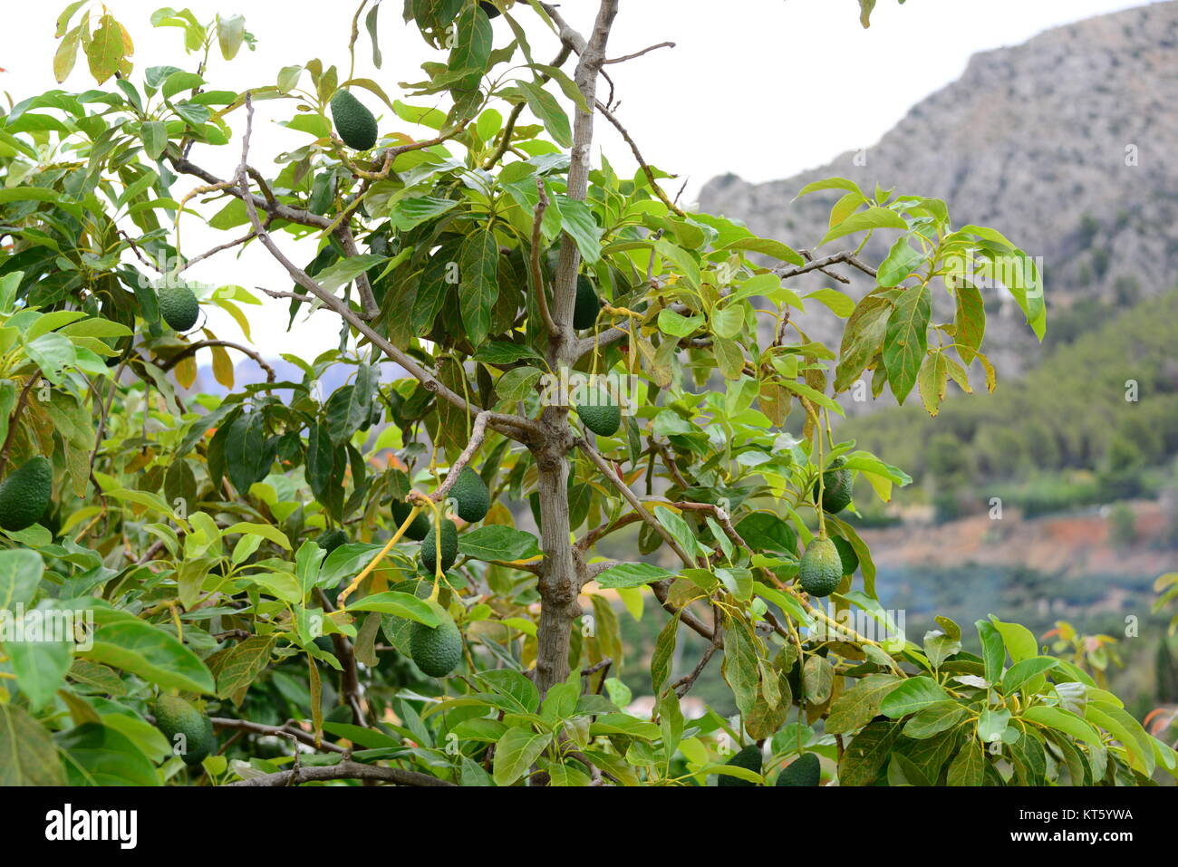 avocados on tree in spain Stock Photo - Alamy