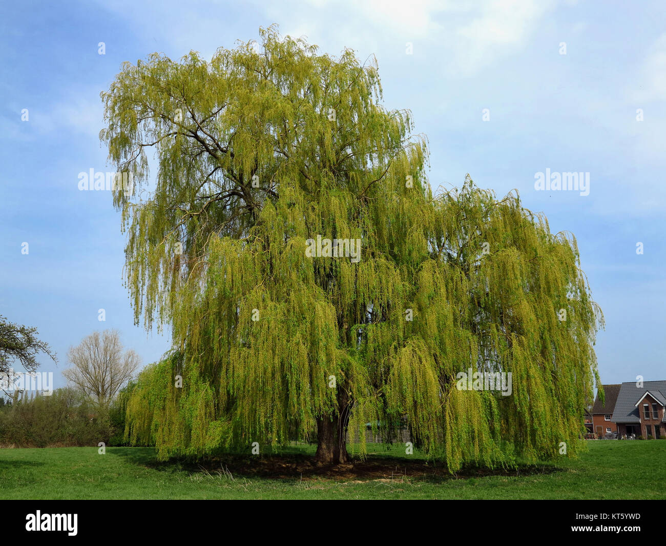 Baum auf der weide High Resolution Stock Photography and Images - Alamy