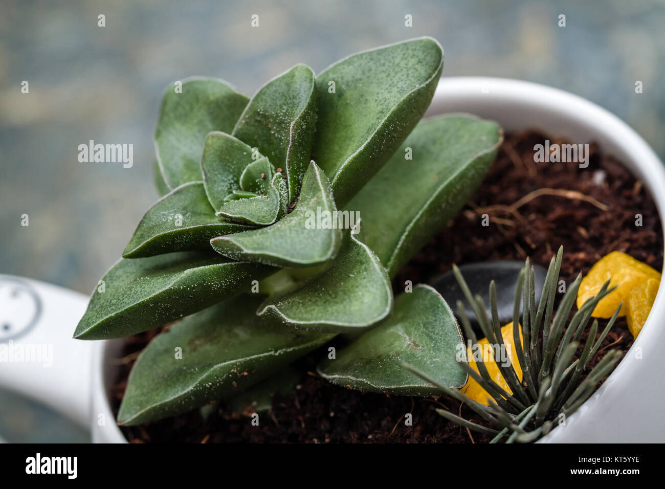 Close up of Miniature Succulent Plants Stock Photo - Alamy