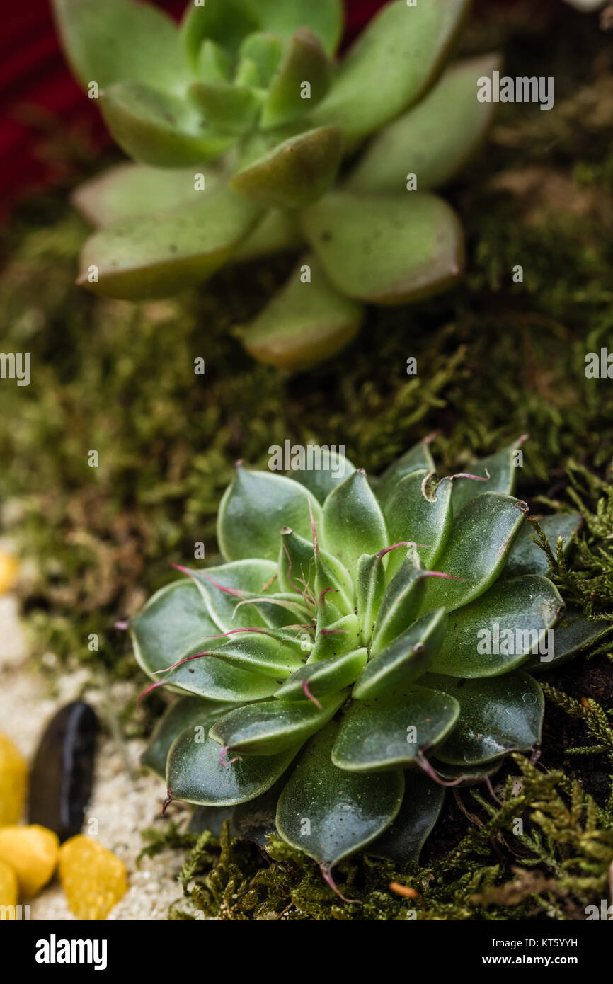 Miniature cactus garden hi-res stock photography and images - Alamy