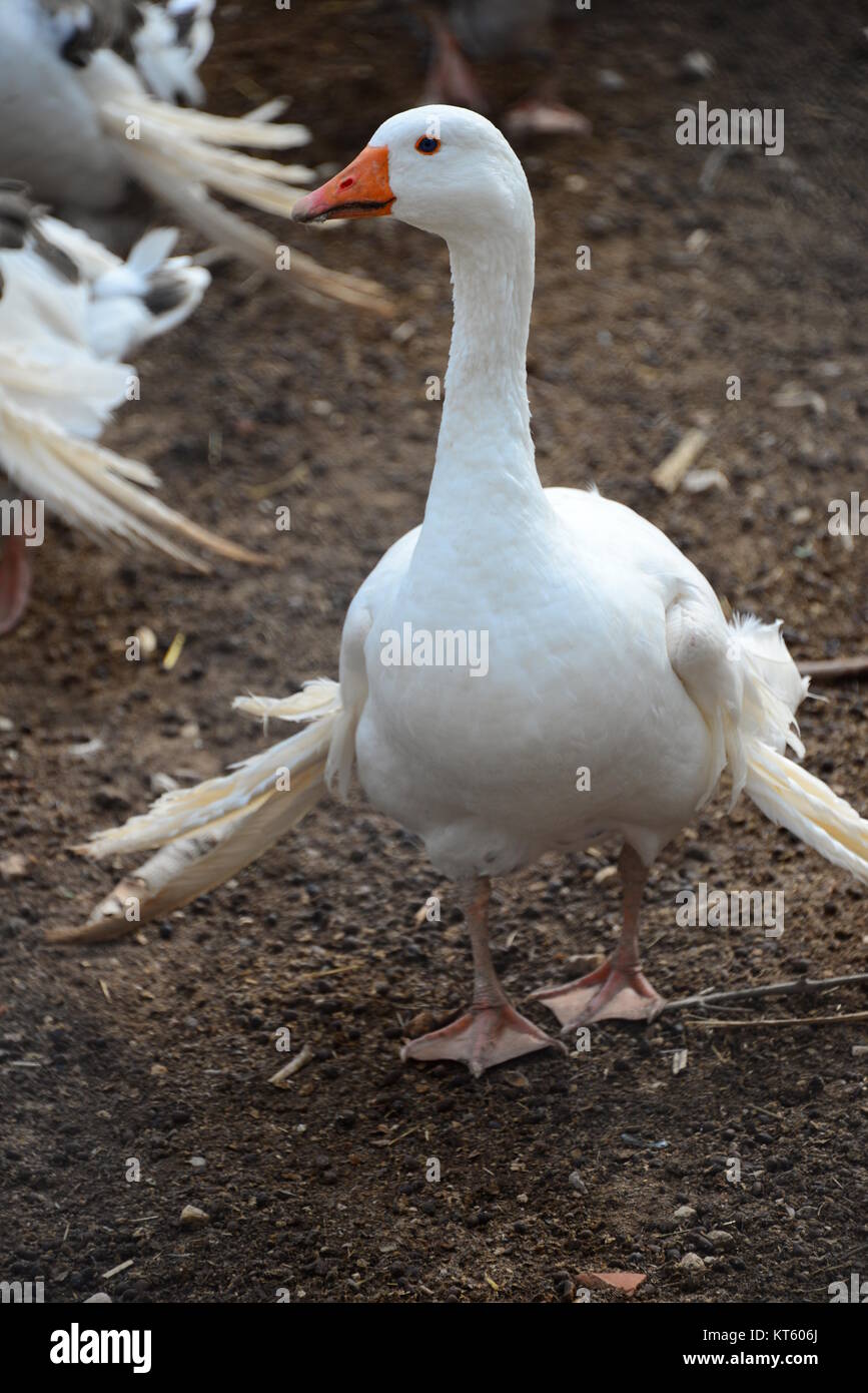 full / geese in spain Stock Photo - Alamy