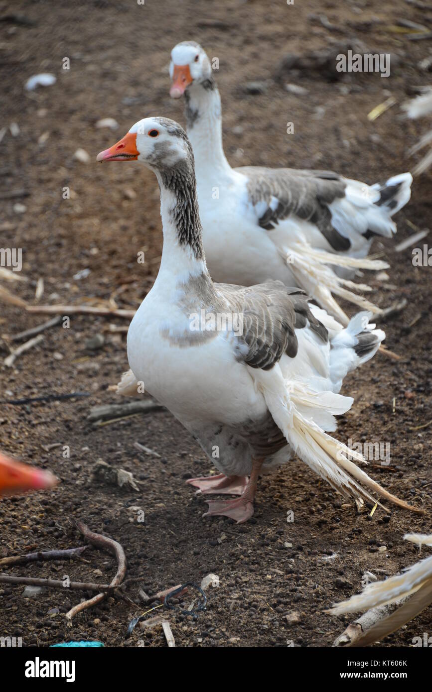 full / geese in spain Stock Photo - Alamy