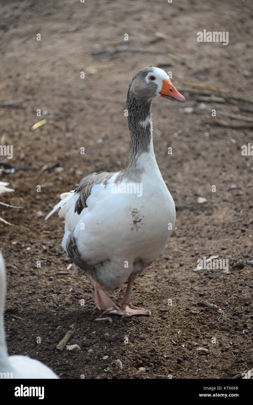 full / geese in spain Stock Photo - Alamy