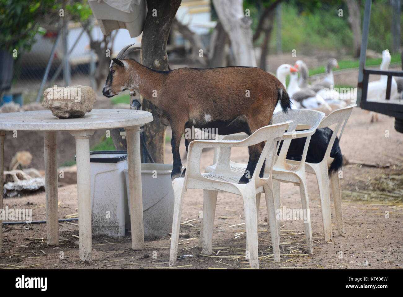 goats in spain Stock Photo - Alamy