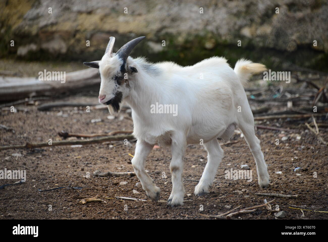 goats in spain Stock Photo - Alamy