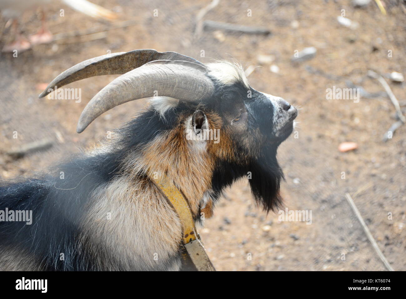 goats in spain Stock Photo - Alamy