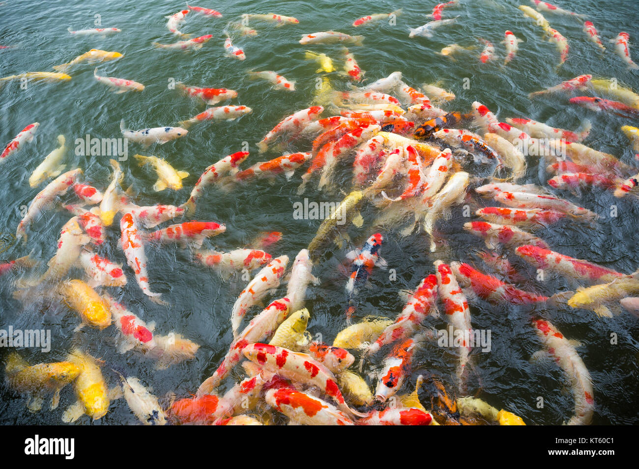 Colorful fancy carp fish, koi fish Stock Photo - Alamy