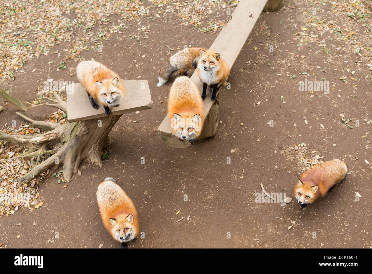 Fox looking for food Stock Photo - Alamy