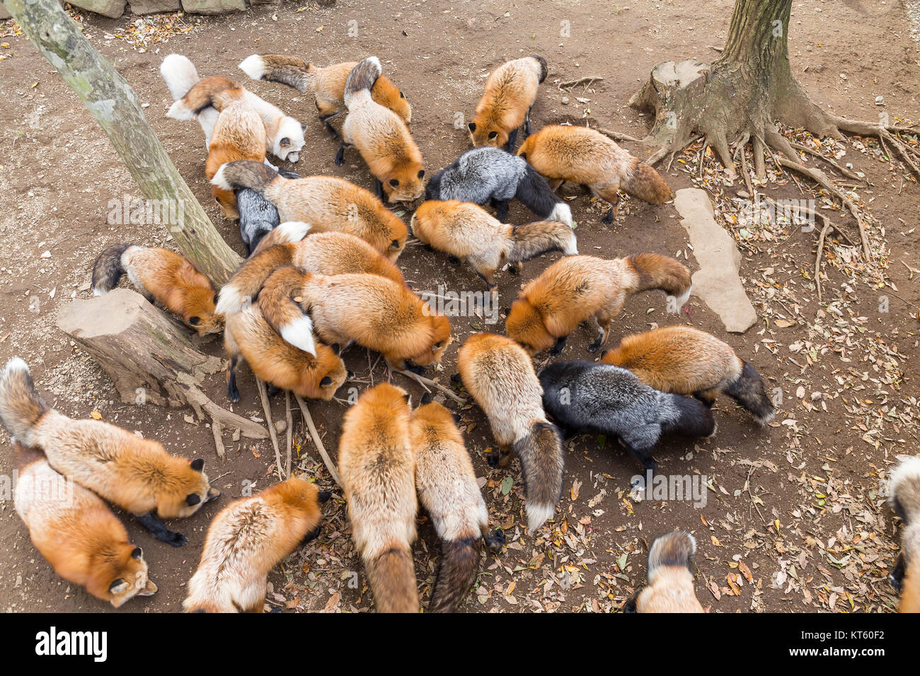Group of Fox eating food Stock Photo - Alamy