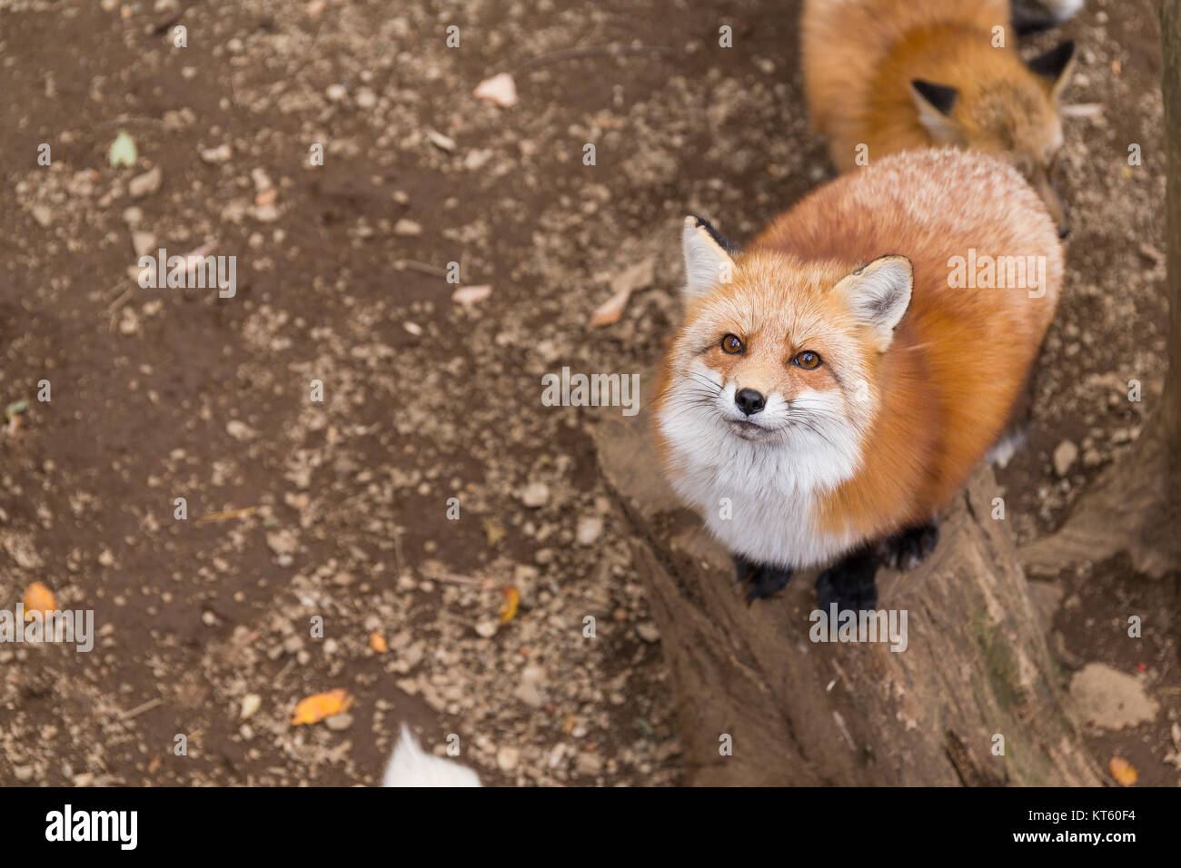 Fox looking up hi-res stock photography and images - Alamy