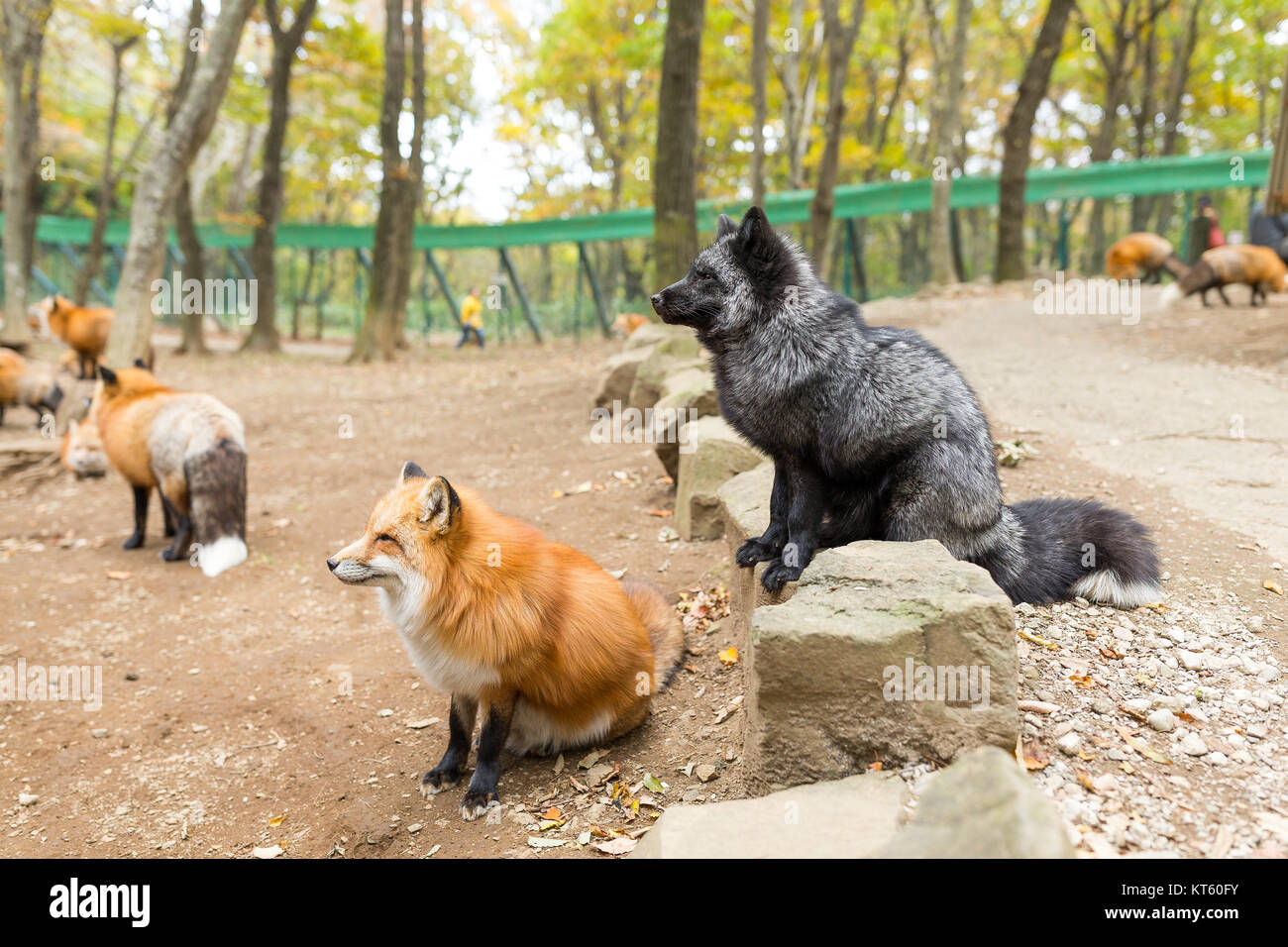 Group of fox looking for food Stock Photo - Alamy