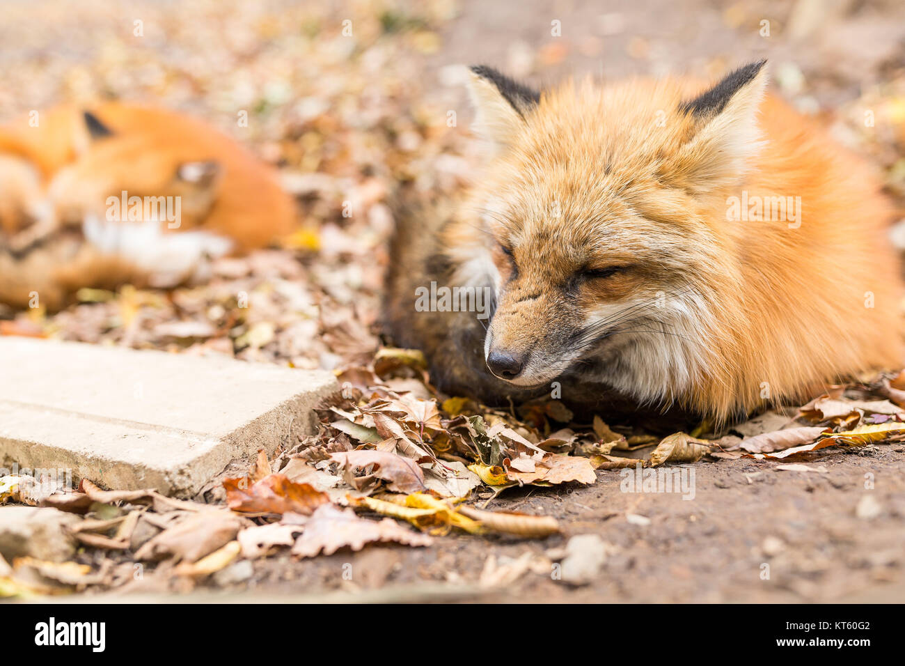 Sleepy red fox Stock Photo - Alamy