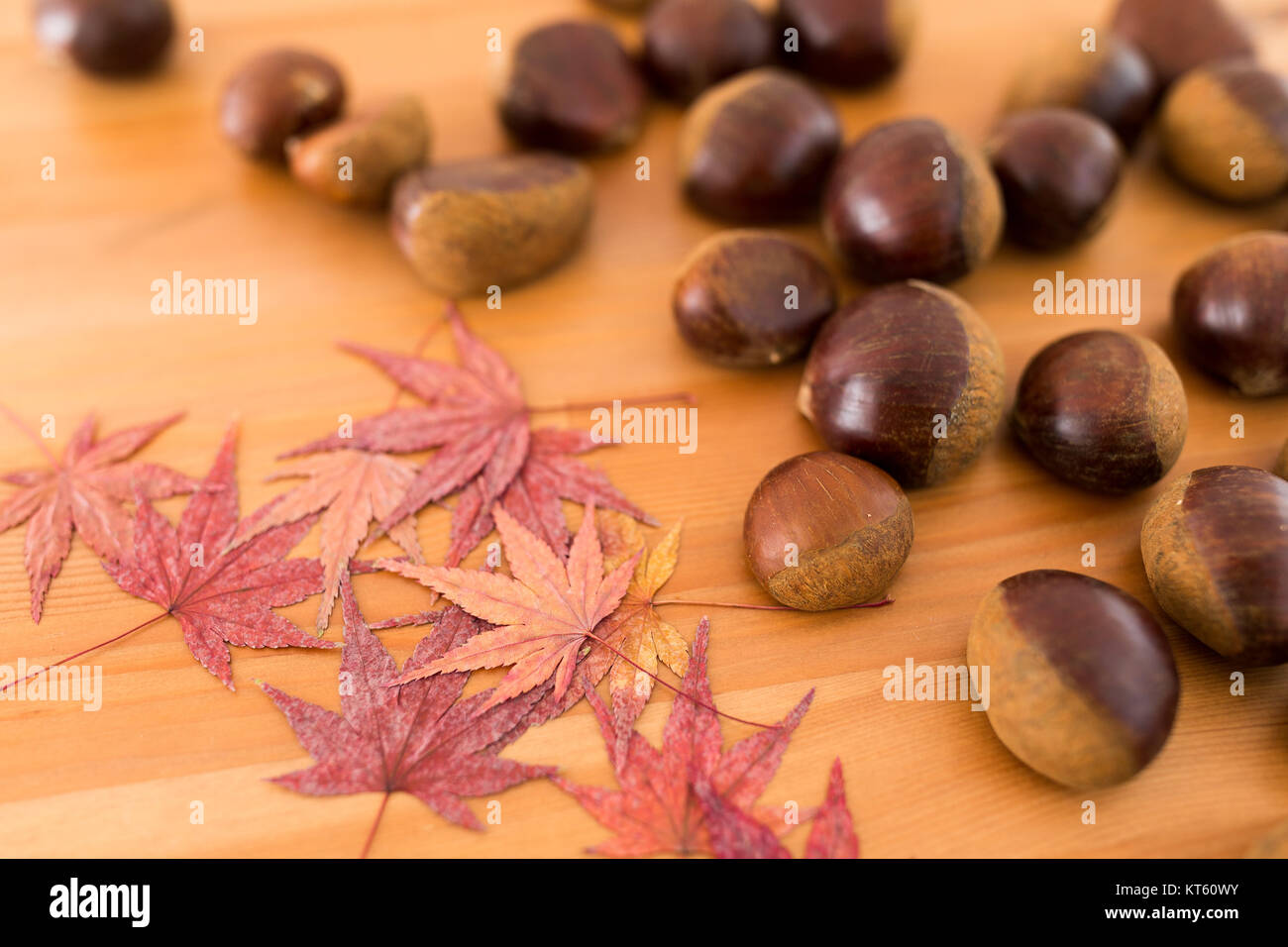 Chestnut and maple Stock Photo - Alamy