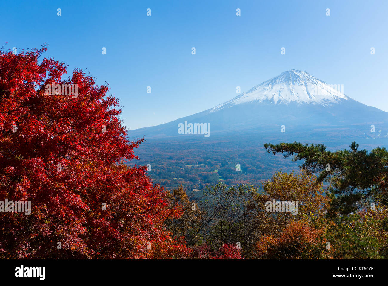 Mount Fuji and maple tree Stock Photo - Alamy