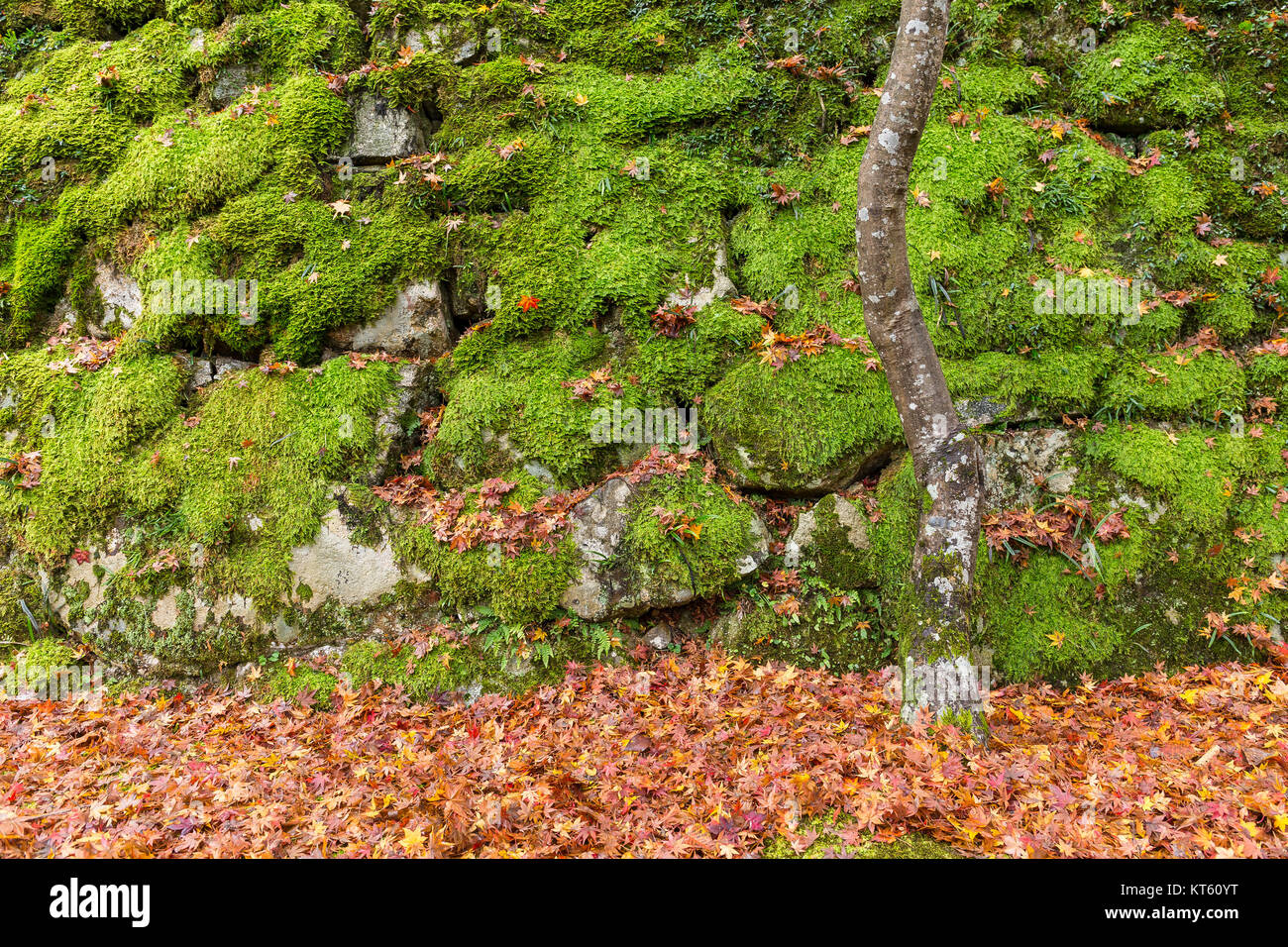 Rock and stone wall with maple tree Stock Photo - Alamy