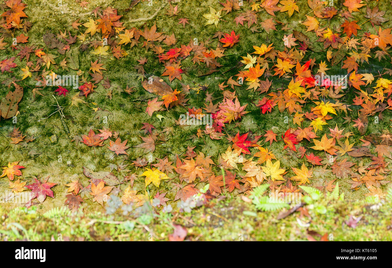 Maple tree on the floor Stock Photo - Alamy
