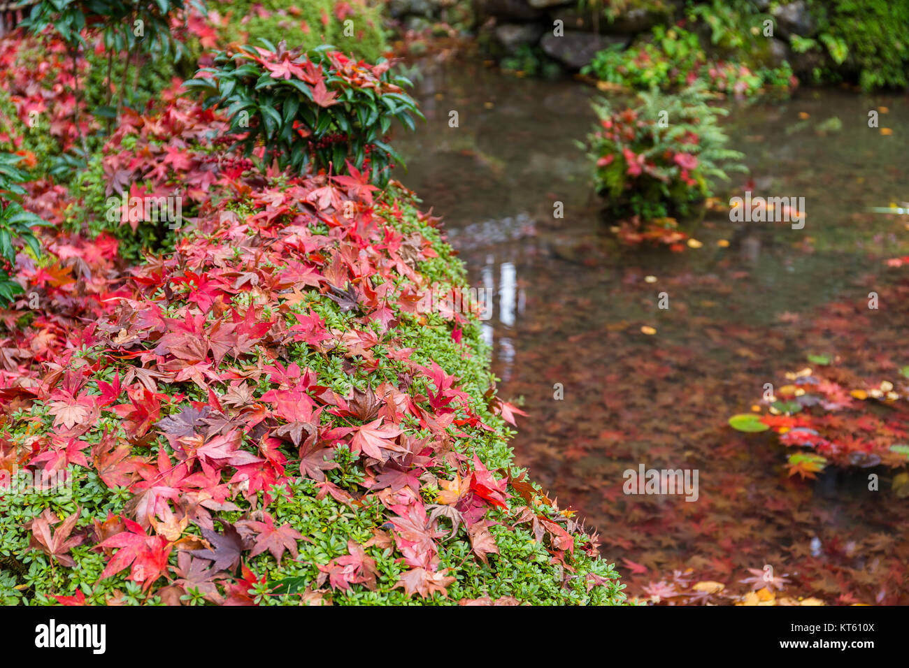 Japanese temple with maple leaves Stock Photo - Alamy