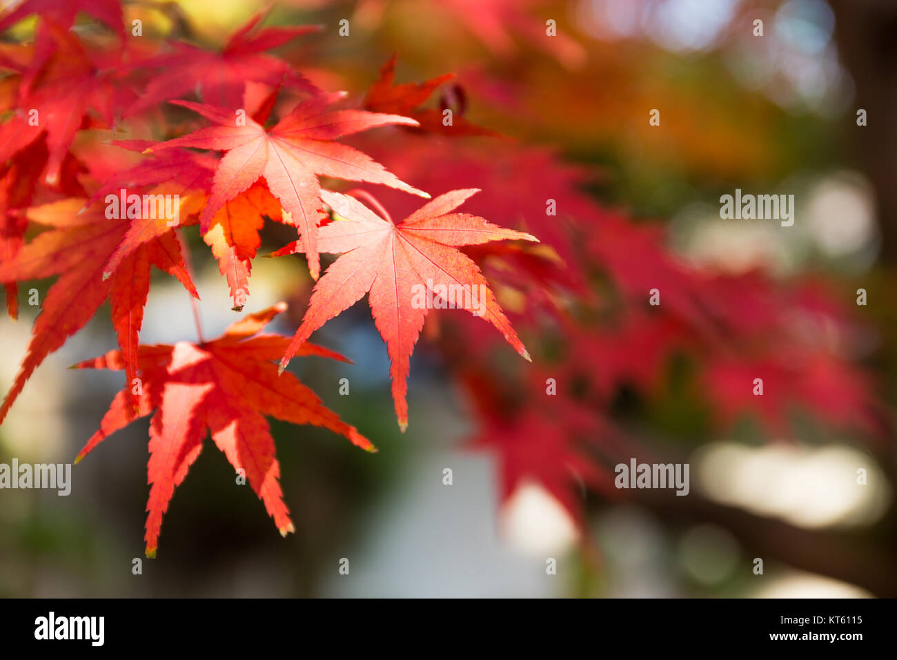Red japanese maple leaves Stock Photo - Alamy