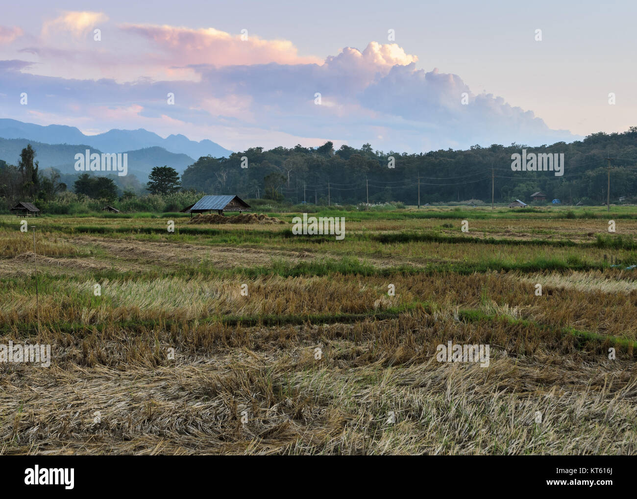 Rice field after harvesting hi-res stock photography and images - Alamy