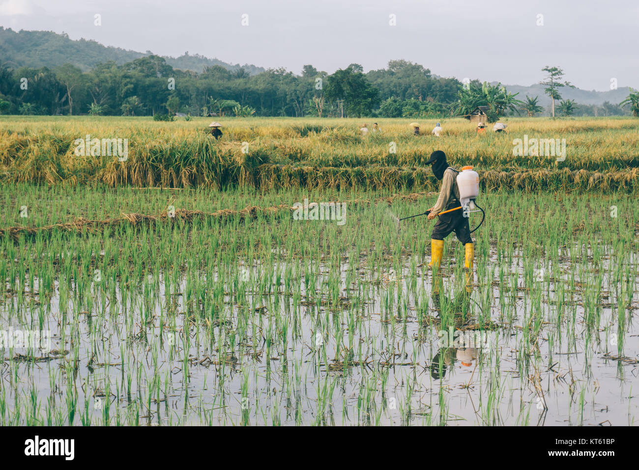 Beauty of paddy field hi-res stock photography and images - Alamy
