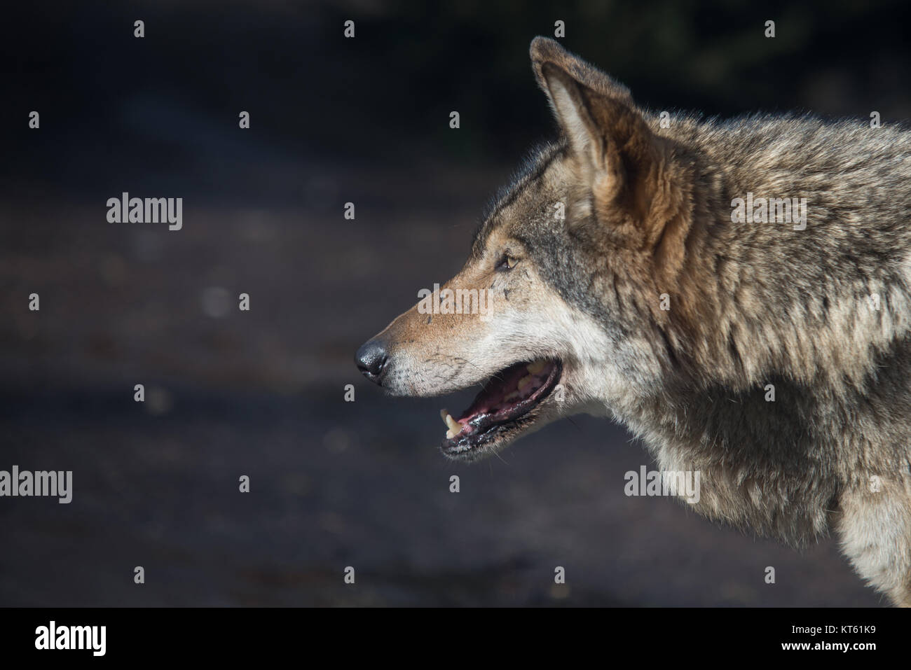 close up on single gray wolf head Stock Photo - Alamy
