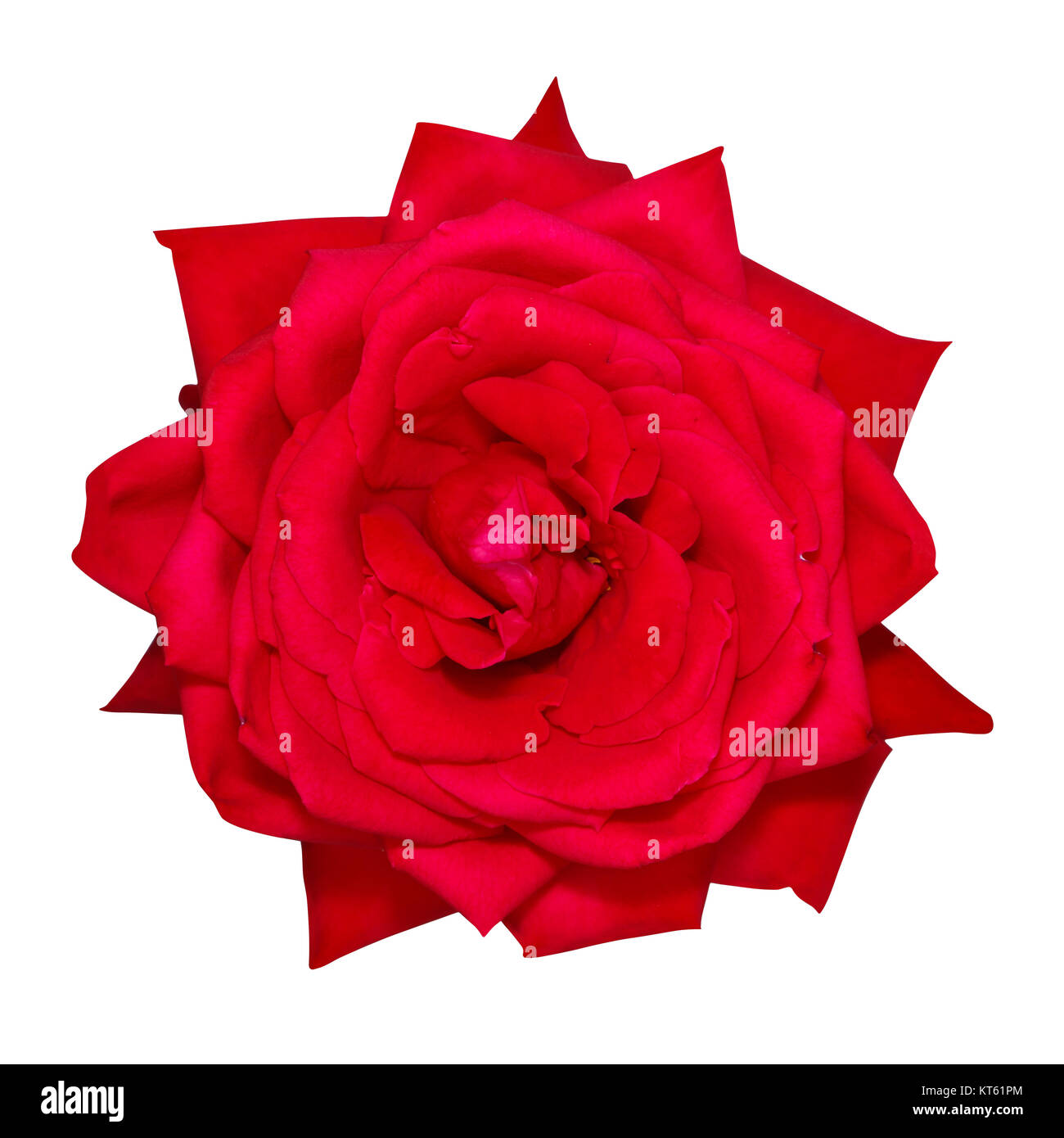 head of red rose flower isolated on white background Stock Photo - Alamy