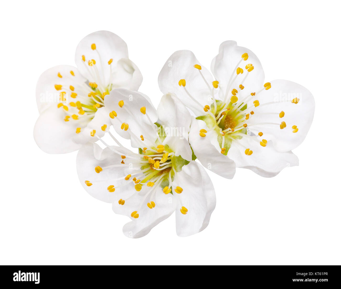 three spring flower apple blossoms isolated on white Stock Photo - Alamy