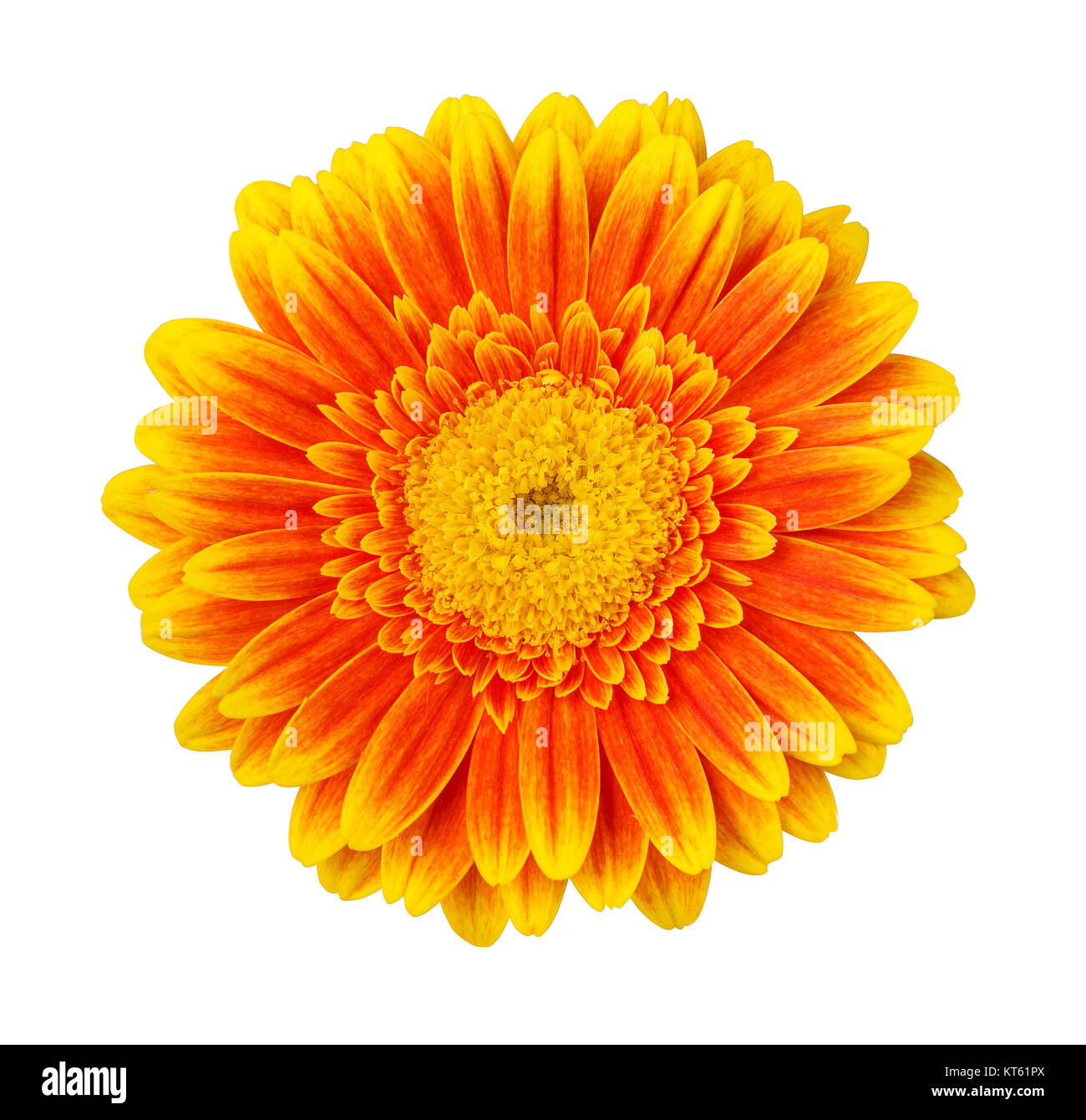 yellow gerbera flower isolated on white background Stock Photo - Alamy