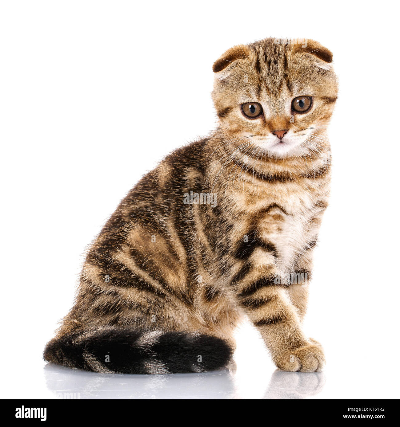 Scottish straight kitten playing hi-res stock photography and images ...