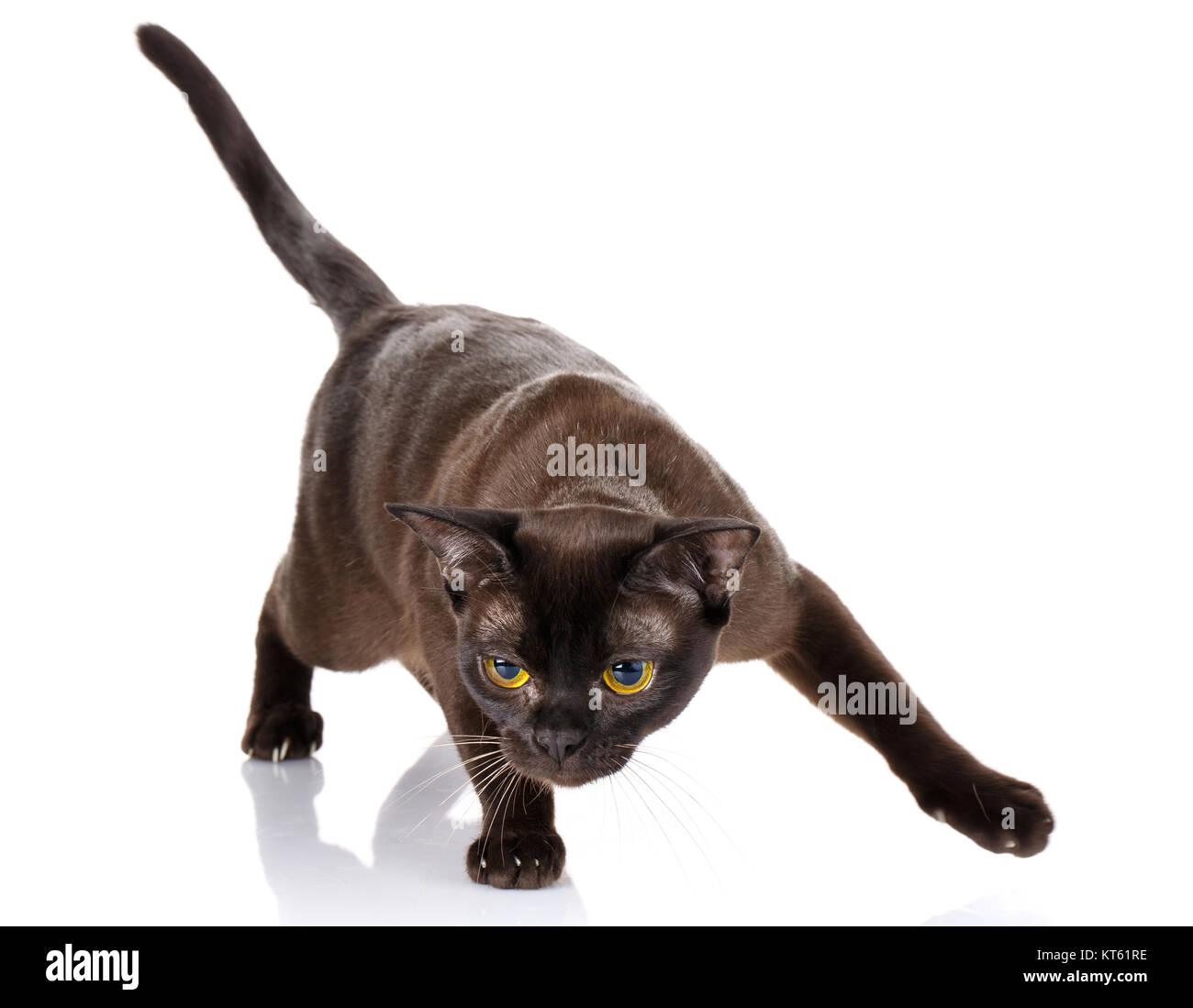 black Burmese cat on a white background, preparing to attack Stock ...
