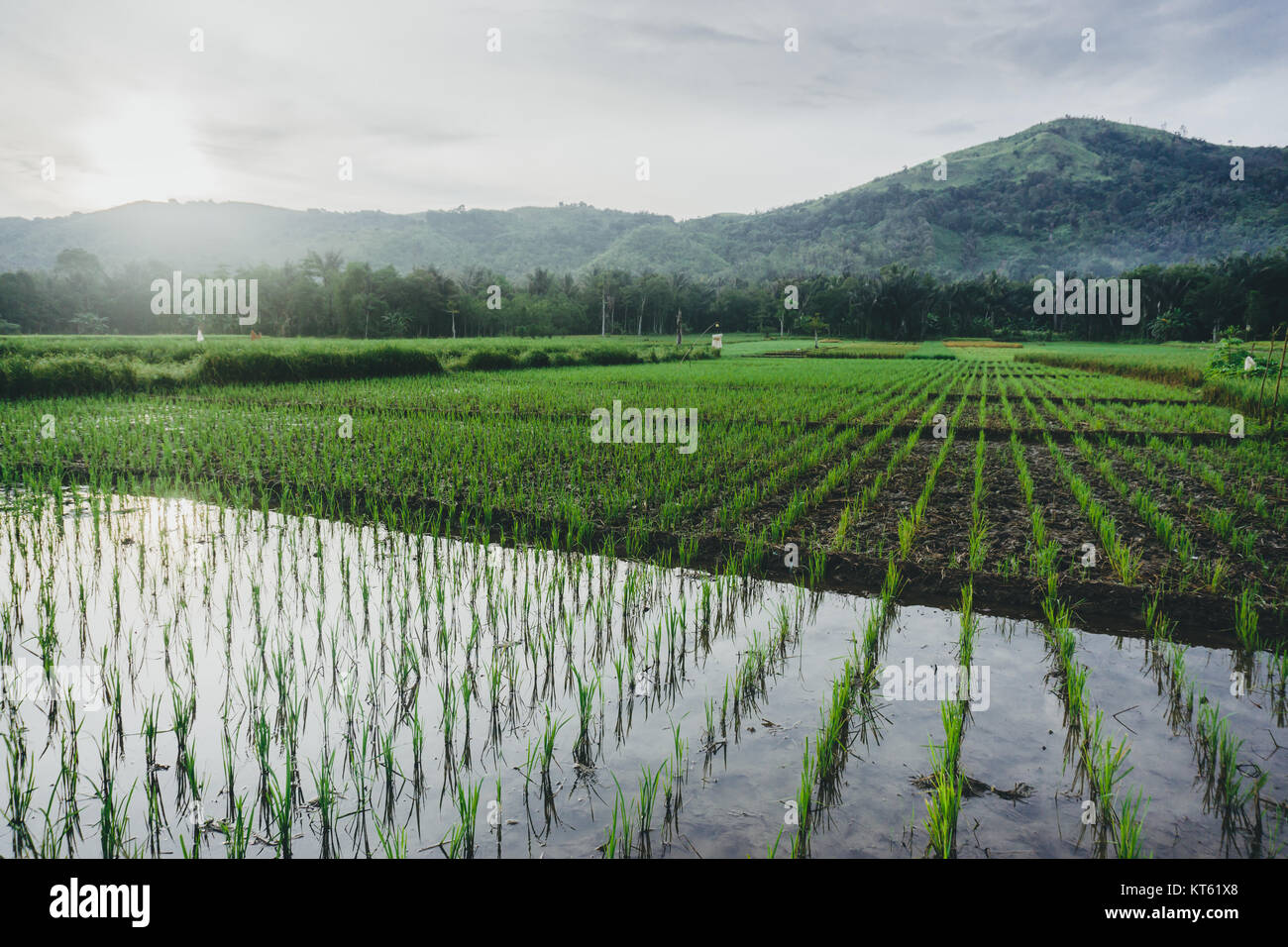 Foot hill hi-res stock photography and images - Alamy