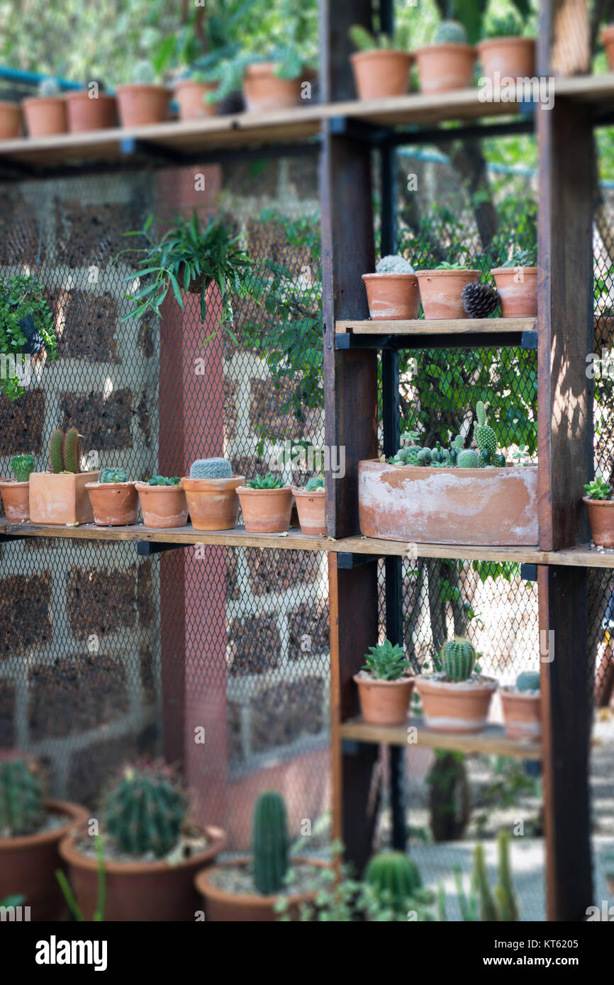 Vertical garden cactus plant pot in summer Stock Photo - Alamy