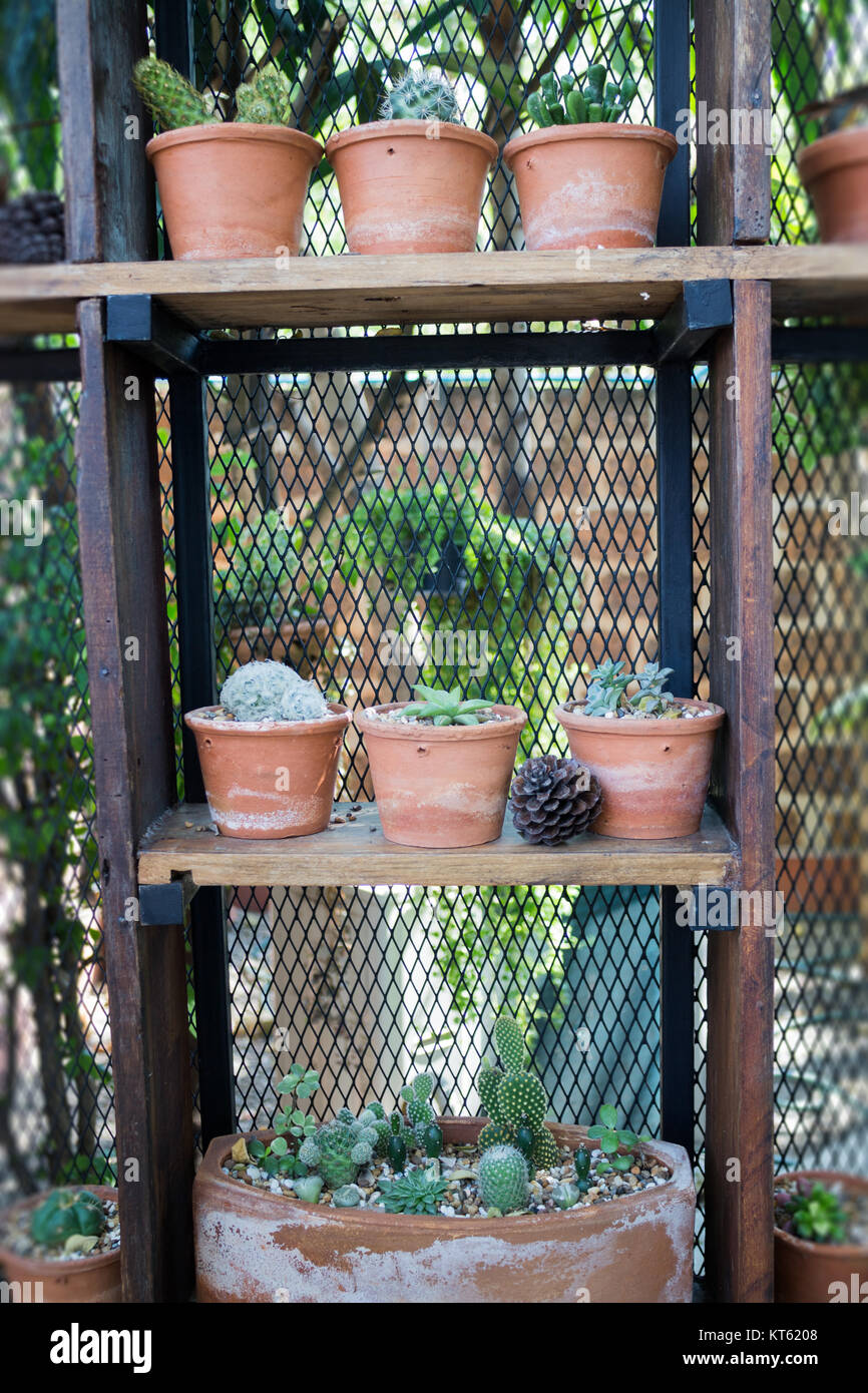 Vertical garden cactus plant pot in summer Stock Photo - Alamy
