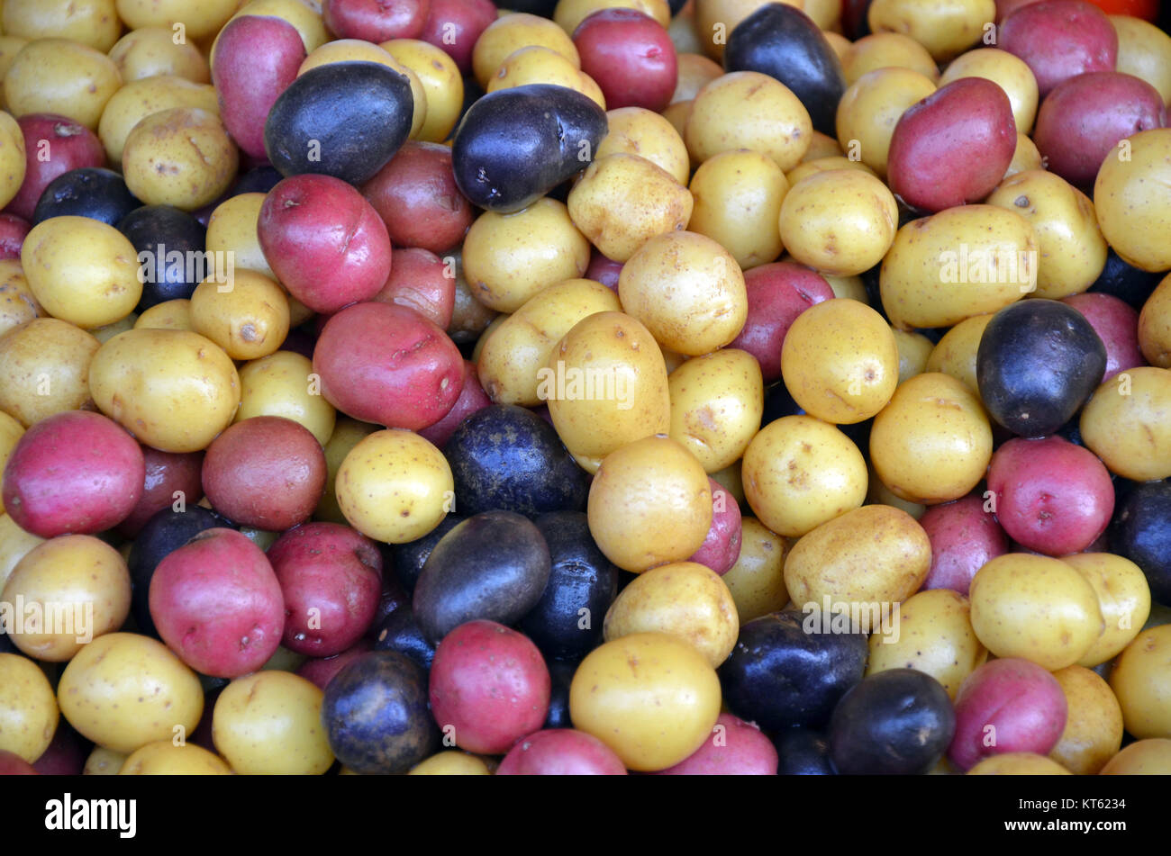 Colorful nugget potatoes on display at market Stock Photo - Alamy